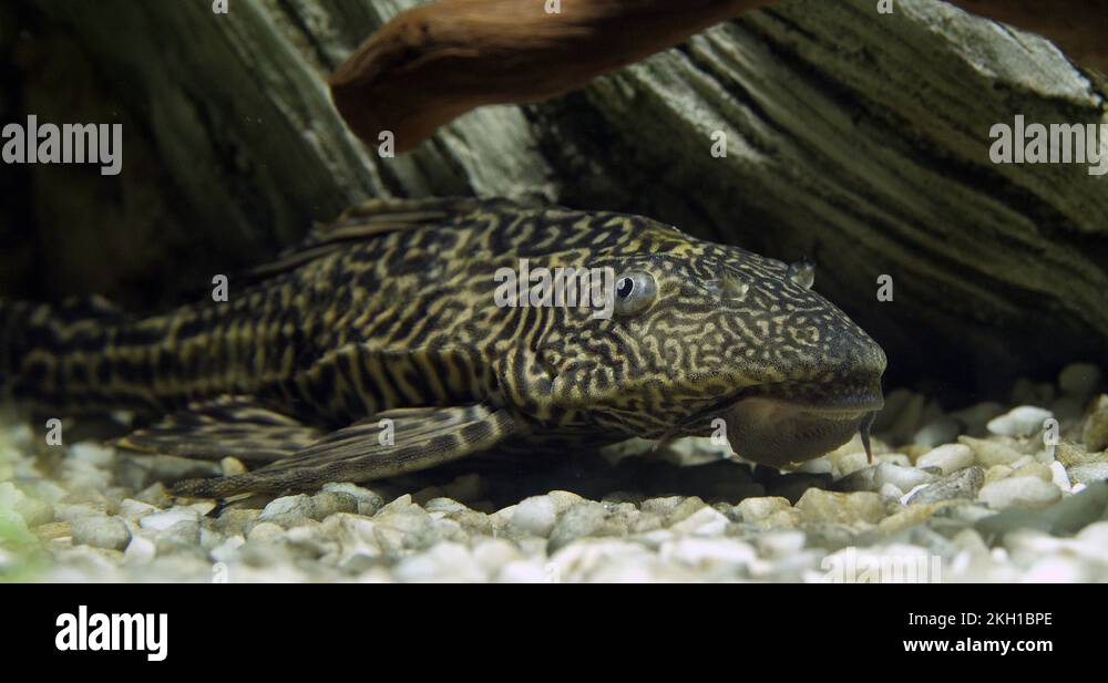 Catfish hypostomus plecostomus Stock Videos & Footage - HD and 4K Video ...