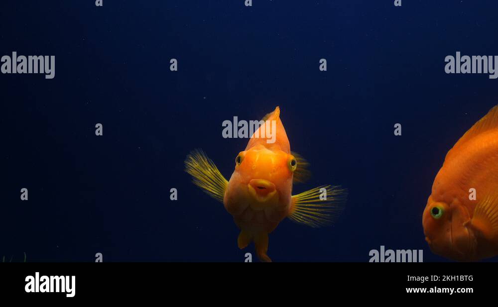 Midas Cichlid, amphilophus citrinellus, Fish swimming in a Freshwater Aquariu Stock Video ...