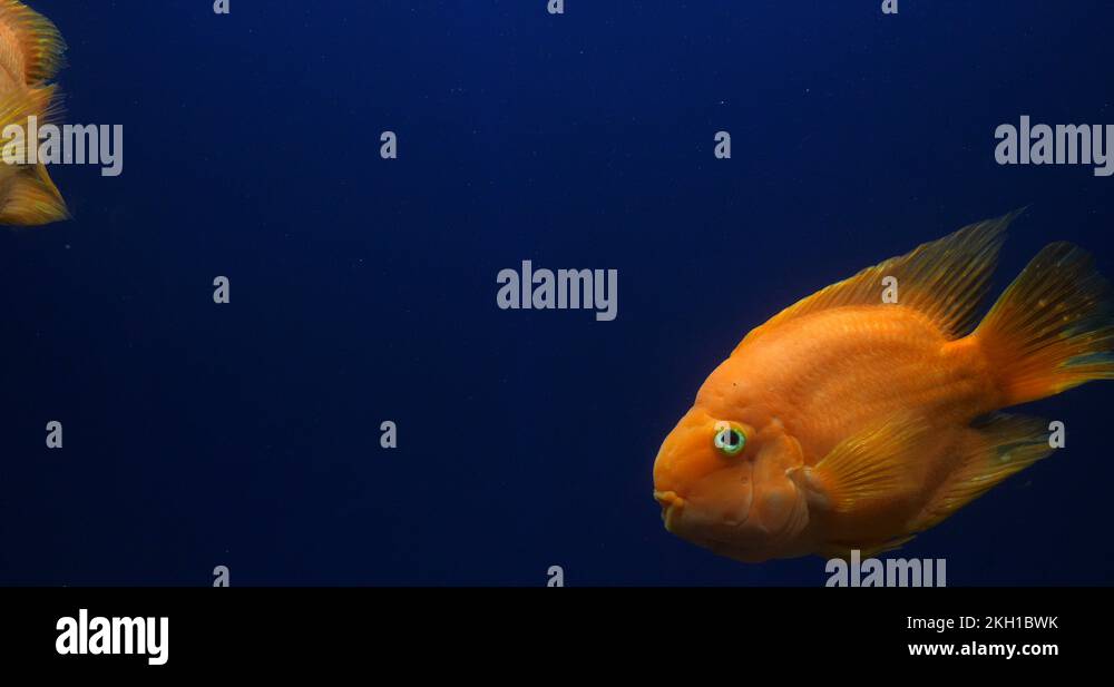 Midas Cichlid, amphilophus citrinellus, Fish swimming in a Freshwater ...