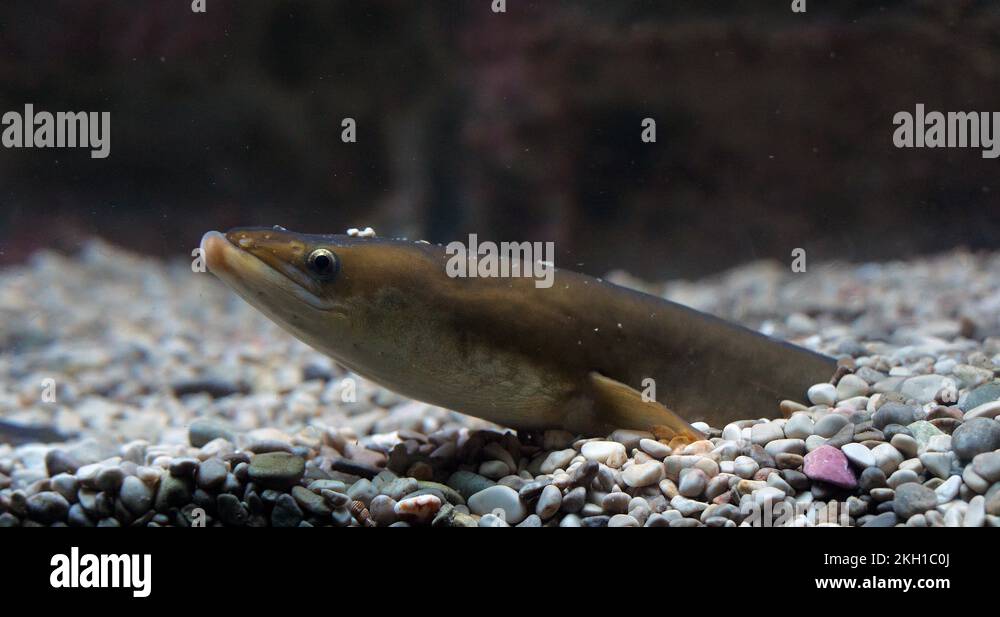 Common eel Stock Videos & Footage - HD and 4K Video Clips - Alamy
