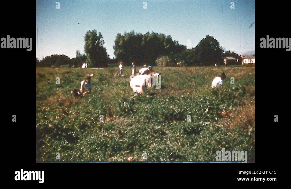 Field pickers Stock Videos & Footage - HD and 4K Video Clips - Alamy