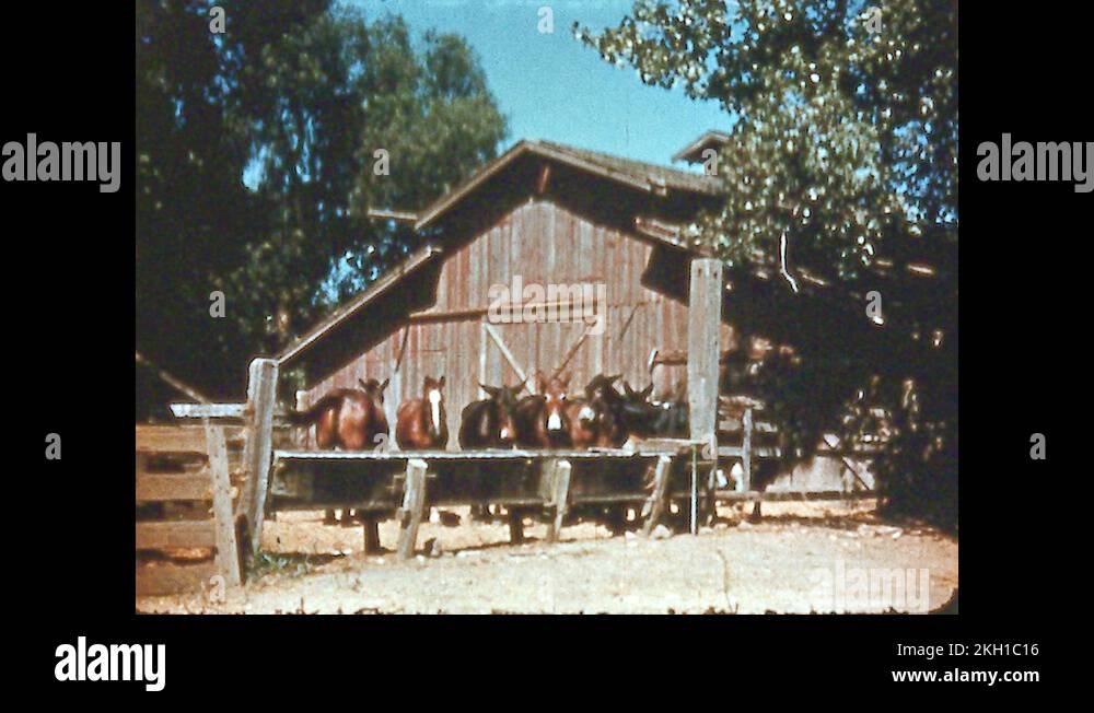 1950s: UNITED STATES: barn on farm. Mules on farm. Farmers on farm ...