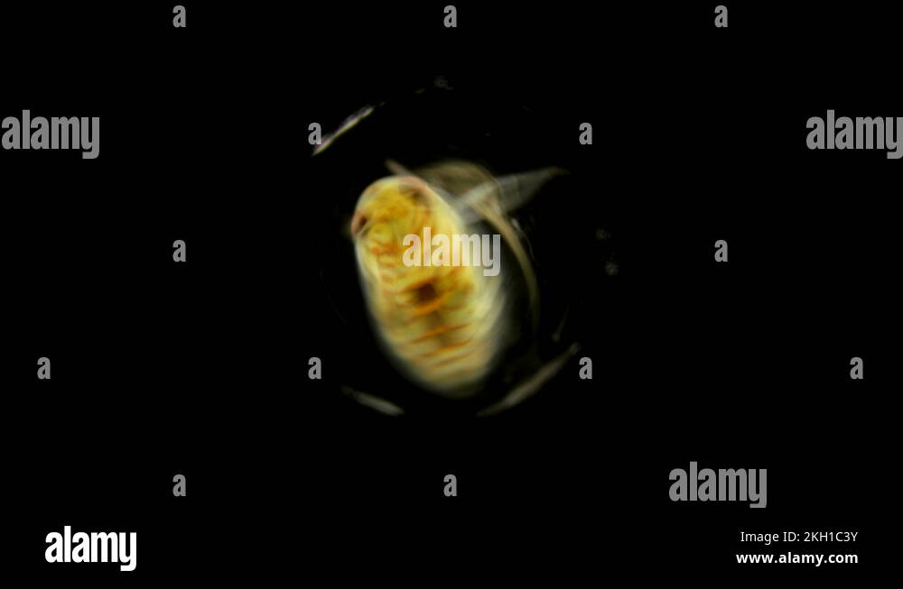 adult larva of the water bug Notonecta glauca under a microscope Stock ...