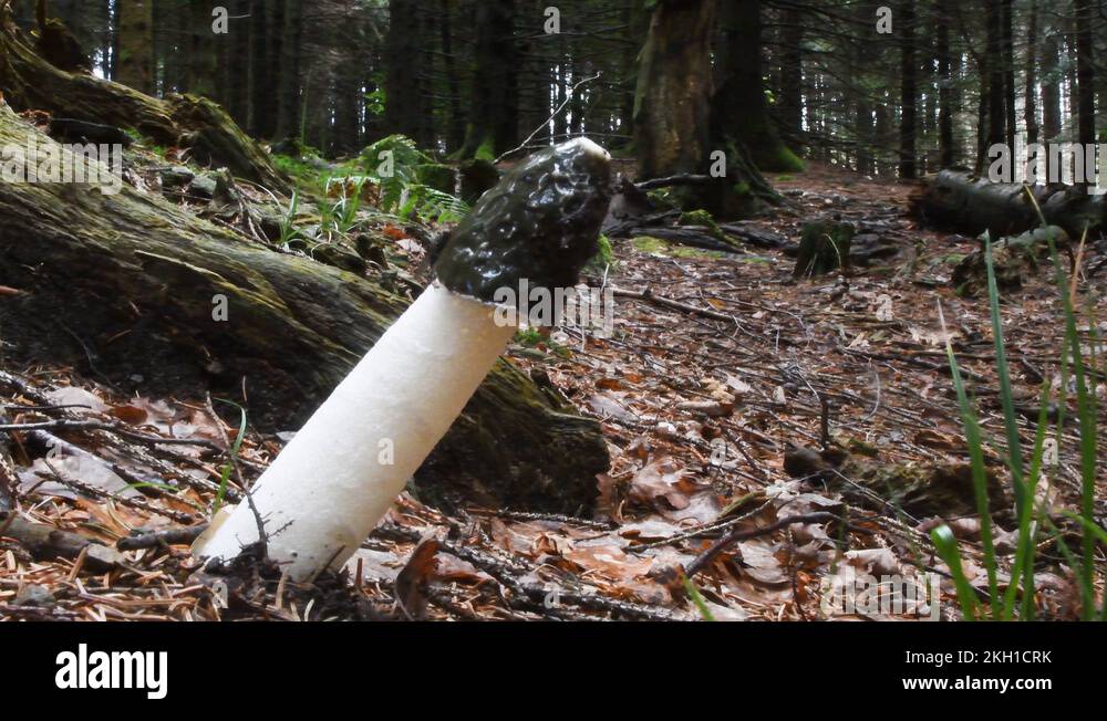 Phallus tree Stock Videos & Footage - HD and 4K Video Clips - Alamy