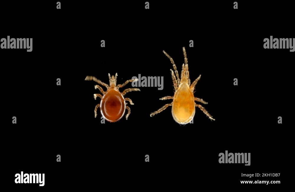 Predator mites Stock Videos & Footage - HD and 4K Video Clips - Alamy