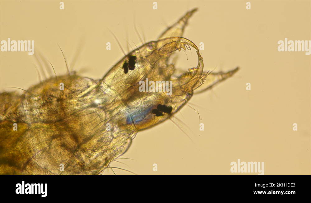 Hydrophilidae beetles Stock Videos & Footage - HD and 4K Video Clips ...