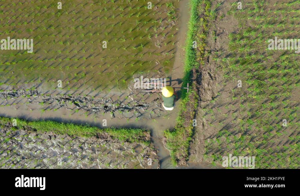 Farmer works on rice fields with traditional tool Stock Video Footage ...