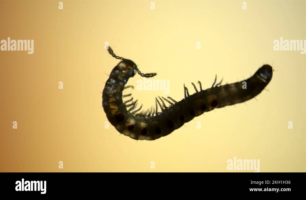 Poisonous glands Stock Videos & Footage - HD and 4K Video Clips - Alamy