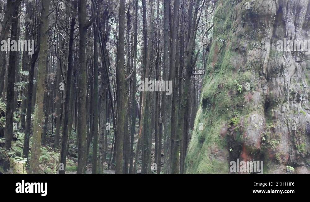 Giant Cypress Tree in Alishan Scenic Area Forest with Mist, Haze and ...