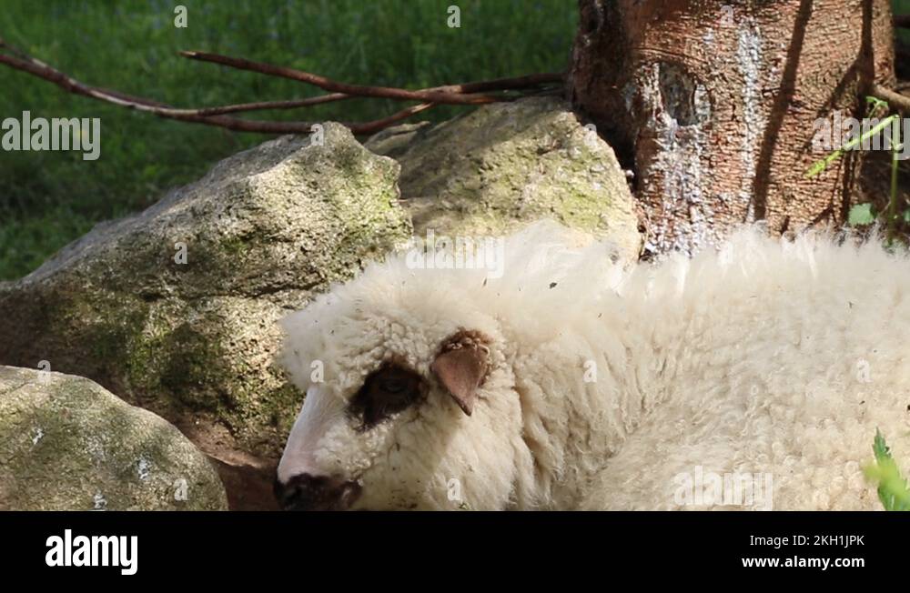 Growing livestock concept. Milk and sheep wool production. A flock of ...