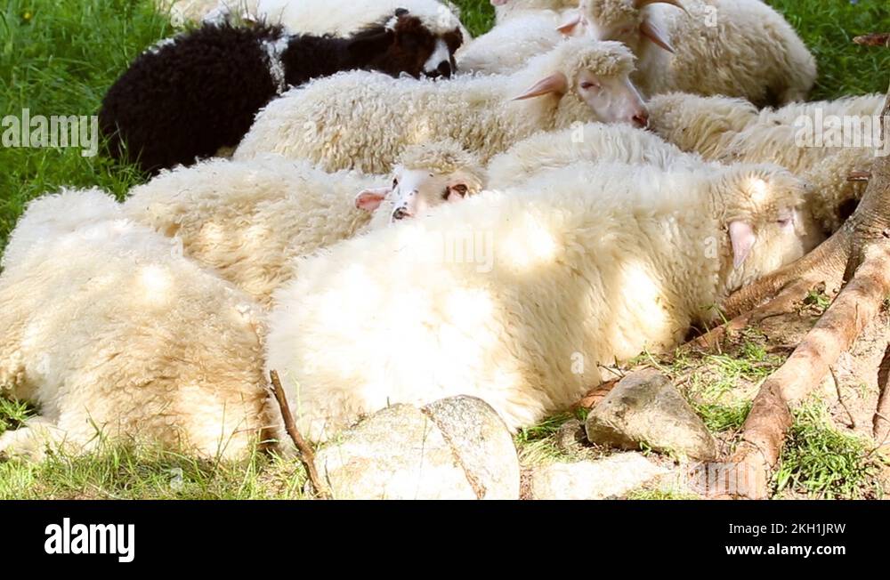 Pastoral sheep cattle station Stock Videos & Footage - HD and 4K Video ...