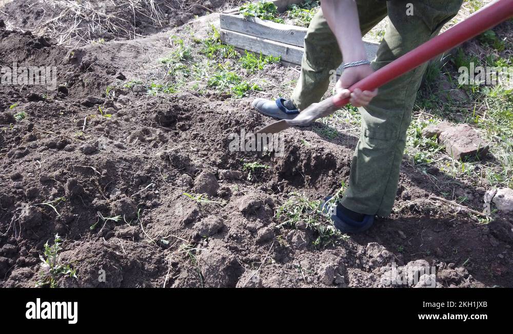 Farmer plant digging beds for crops. Plant potatoes in the ground in ...
