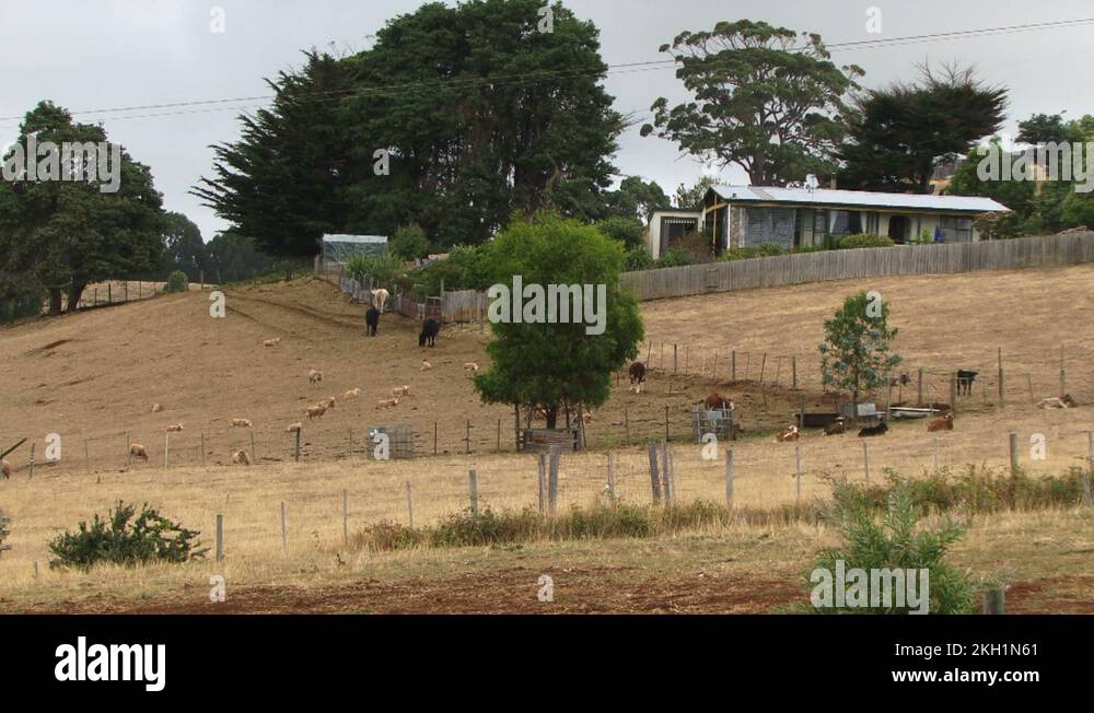 Australian farm animals Stock Videos & Footage - HD and 4K Video Clips ...