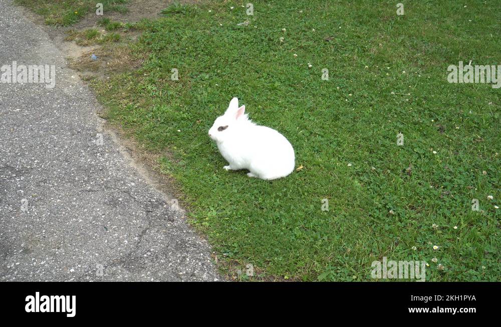 White rabbit with black eyes quietly sits on a green lawn Stock Video ...