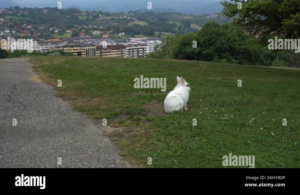 White rabbit with black eyes quietly sits on a green lawn Stock Video ...