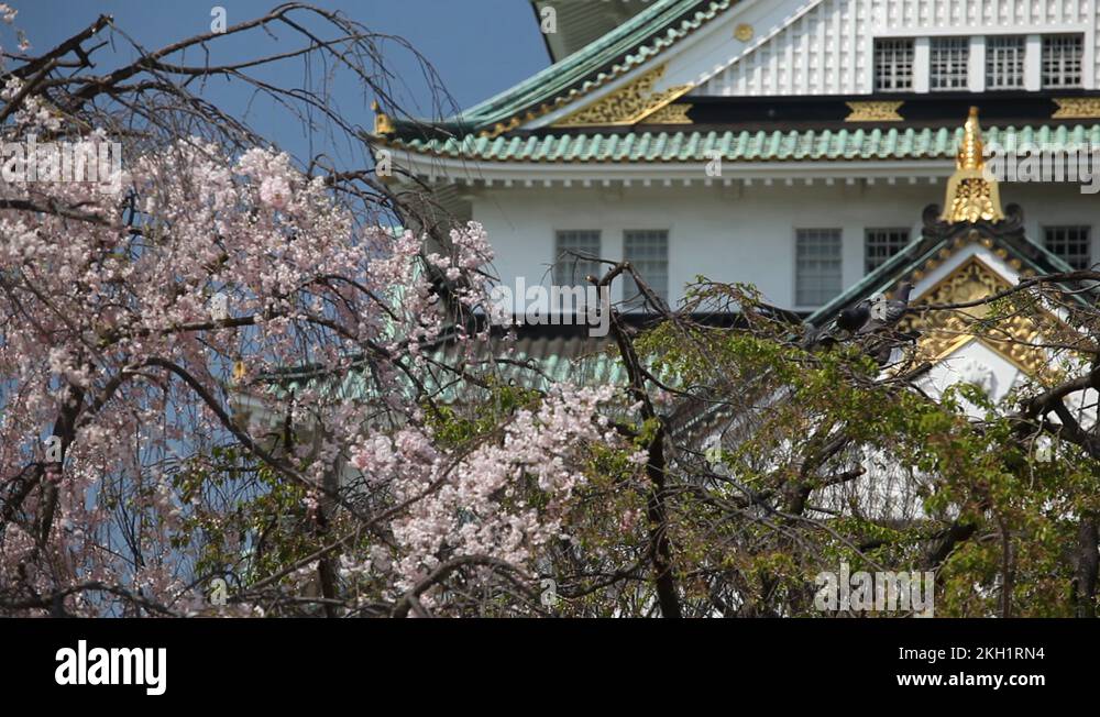 Cherry blossoms trees osaka Stock Videos & Footage - HD and 4K Video ...