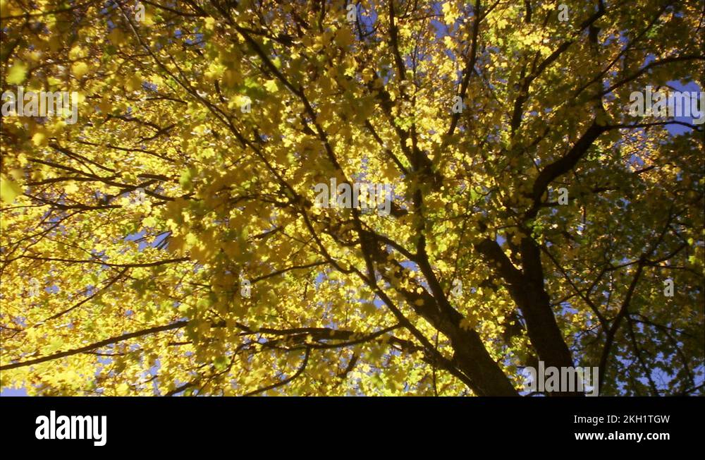 Maple cross Stock Videos & Footage - HD and 4K Video Clips - Alamy