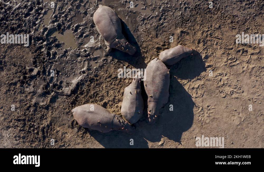 Hippo lying down on Stock Videos & Footage - HD and 4K Video Clips - Alamy