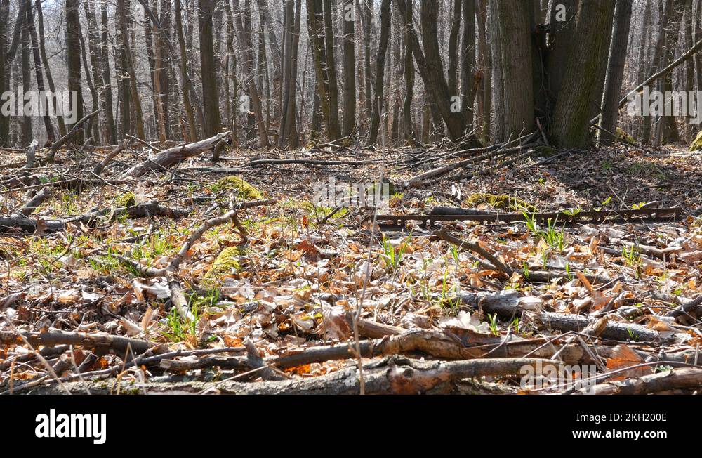 Bald tree trunks Stock Videos & Footage - HD and 4K Video Clips - Alamy