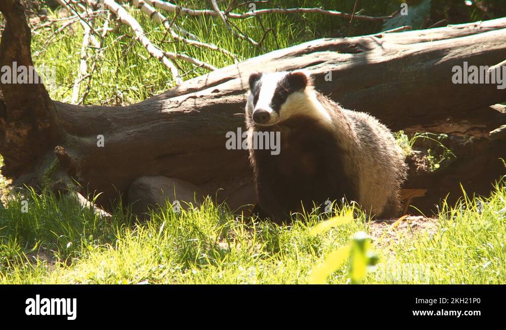 Badger family uk Stock Videos & Footage - HD and 4K Video Clips - Alamy