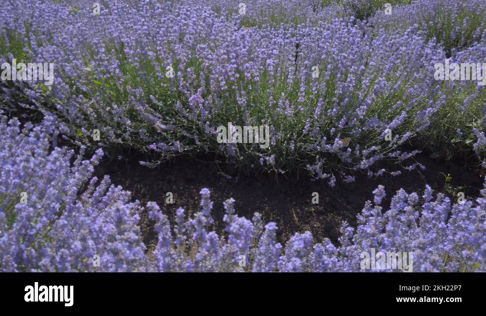 Field rows lavender in Stock Videos & Footage - HD and 4K Video Clips ...