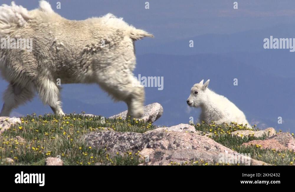 Kid and nanny goat Stock Videos & Footage - HD and 4K Video Clips - Alamy