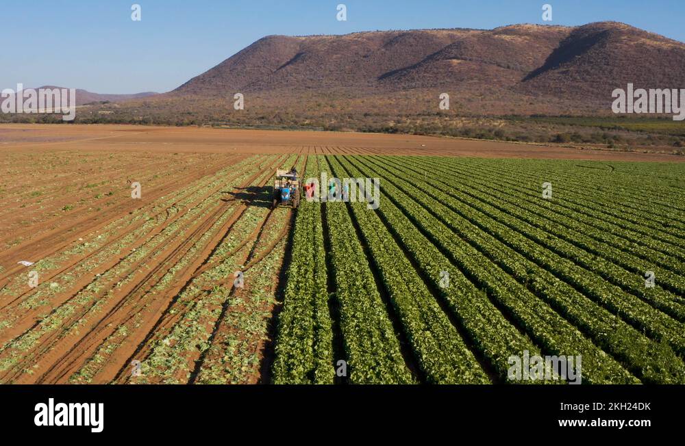 Large scale farming people Stock Videos & Footage - HD and 4K Video ...