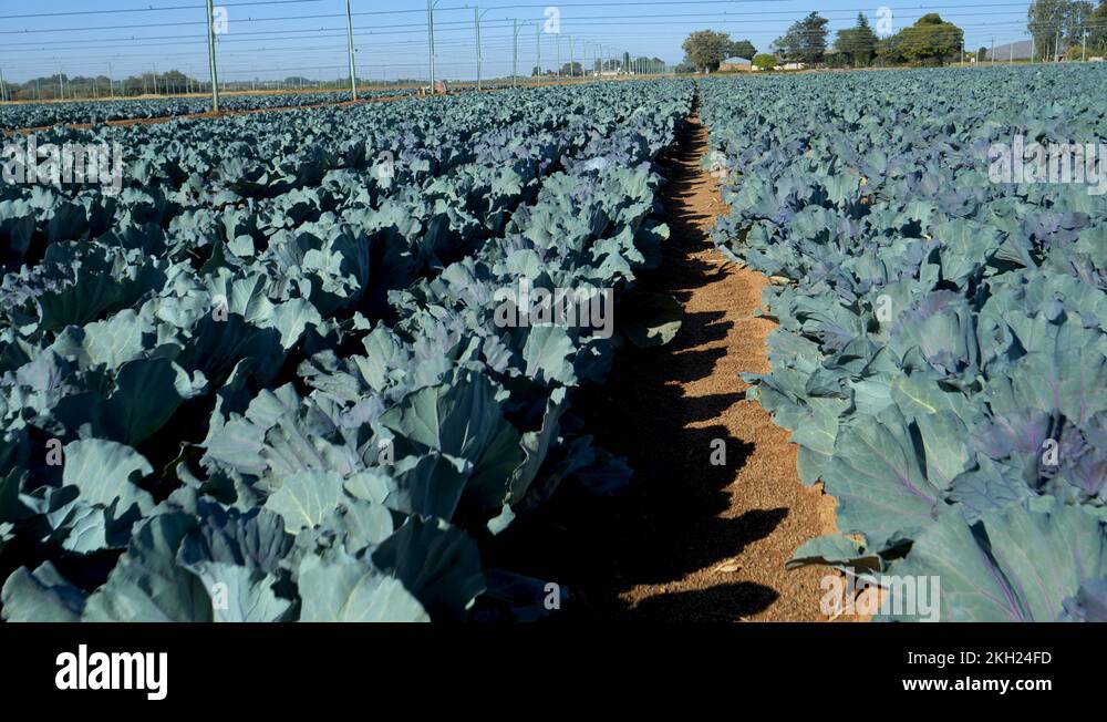 Rows scale Stock Videos & Footage - HD and 4K Video Clips - Alamy