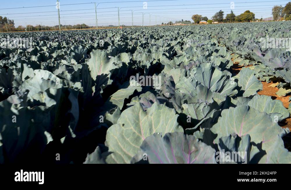 Hundreds of cabbages growing in rows on a large scale vegetable farm ...