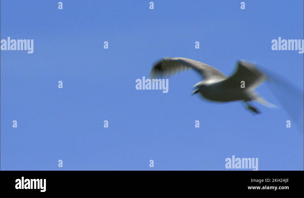 Lari bird Stock Videos & Footage - HD and 4K Video Clips - Alamy