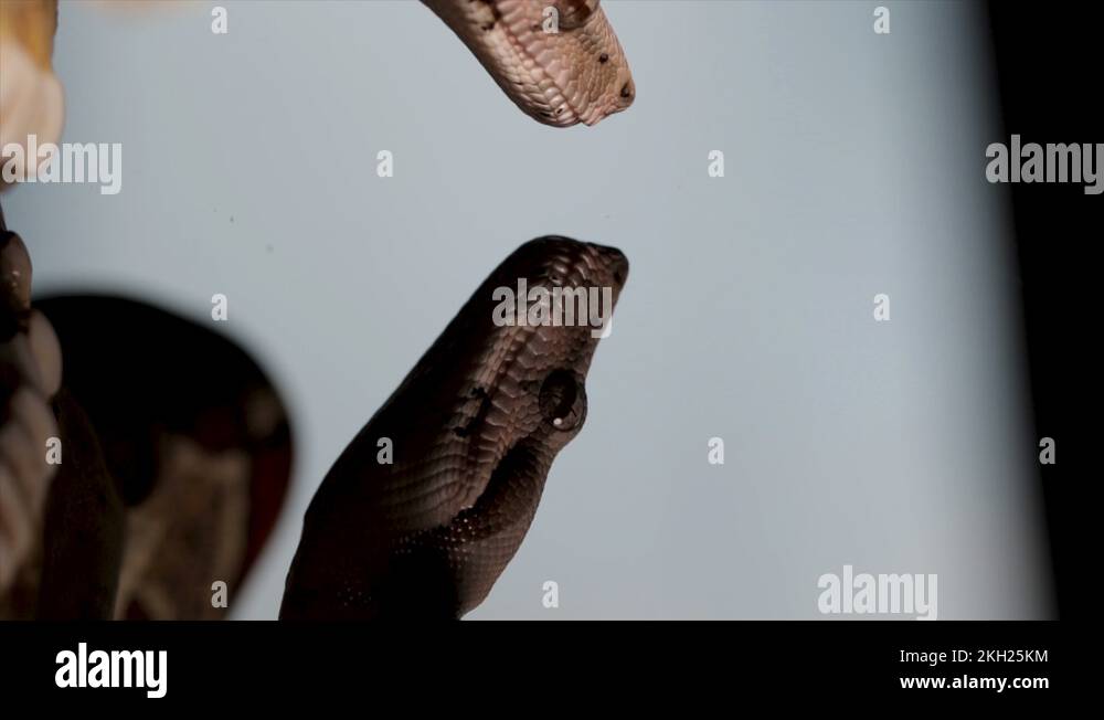 Reptile phobia Stock Videos & Footage - HD and 4K Video Clips - Alamy