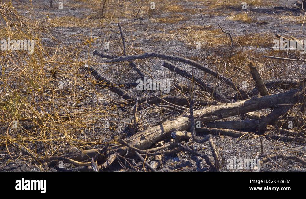 Burnt tree branches Stock Videos & Footage - HD and 4K Video Clips - Alamy