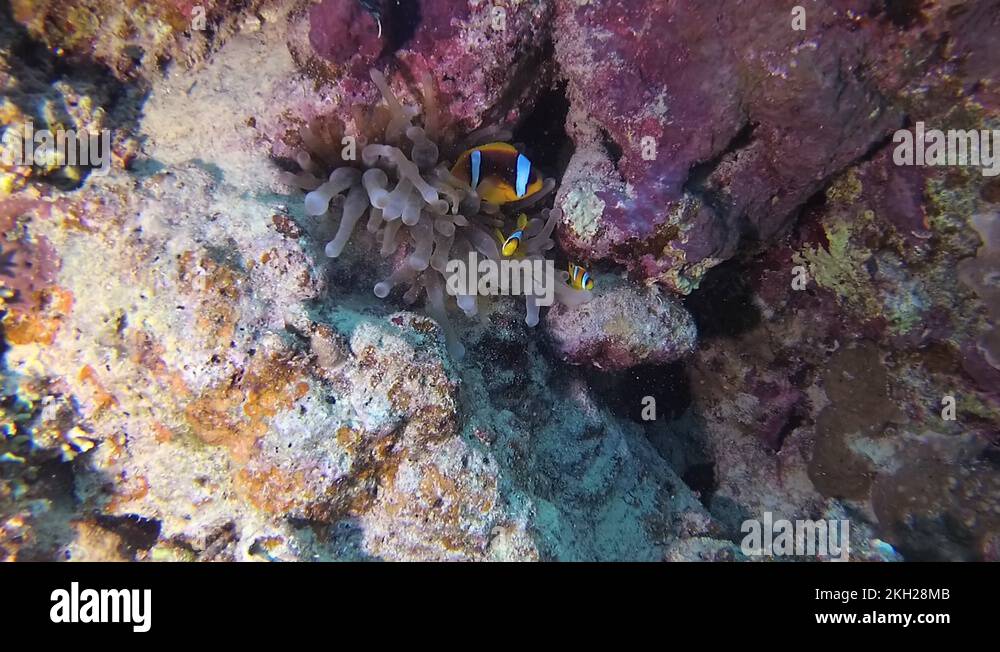 Fish of the Red Sea. Red Sea Anemonefish (Amphiprion bicinctus). A ...