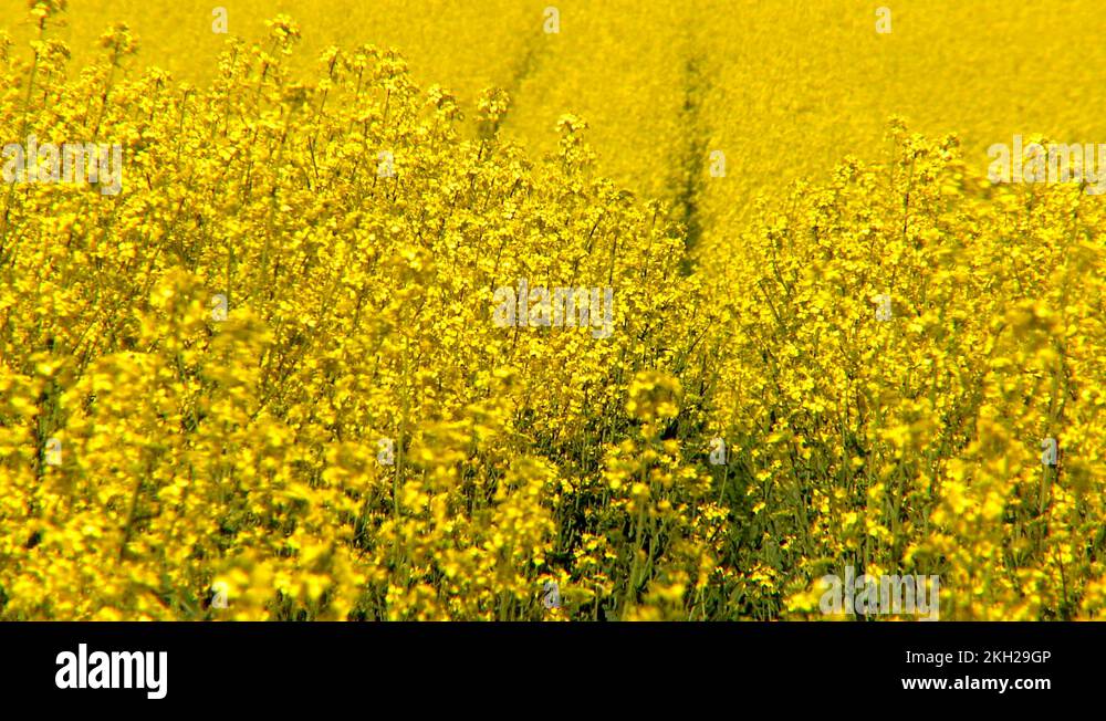 Oilseed Stock Videos & Footage - HD and 4K Video Clips - Alamy