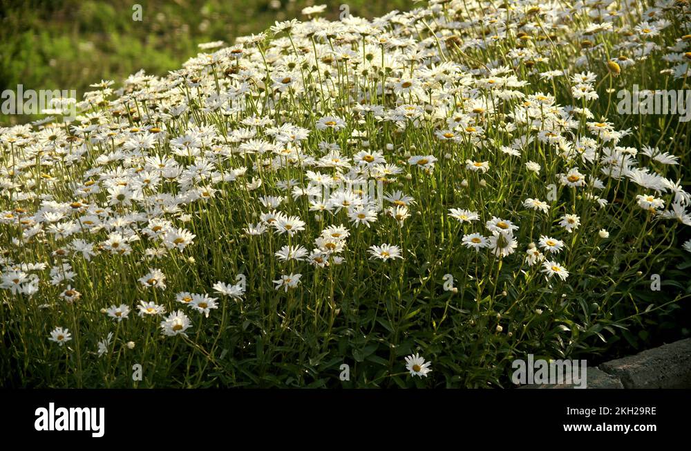 Pretty white daisy flower Stock Videos & Footage - HD and 4K Video ...
