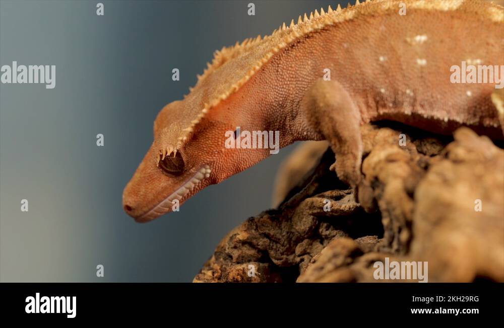 Predator waiting prey Stock Videos & Footage - HD and 4K Video Clips ...