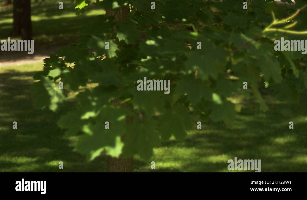 Lifting a hat Stock Videos & Footage - HD and 4K Video Clips - Alamy