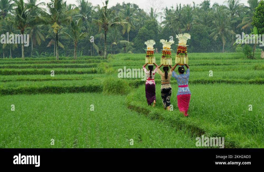 Balinese rice field offering women carrying fruit baskets Stock Video ...