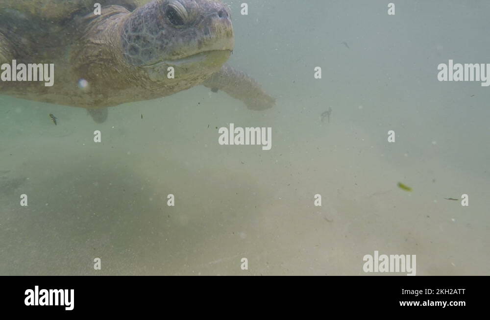 Man feeds a large sea turtle swimming underwater in the ocean Stock ...