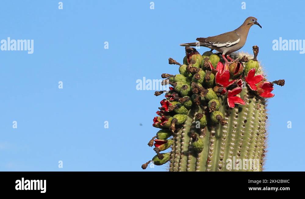 Birds and cactus Stock Videos & Footage - HD and 4K Video Clips - Alamy