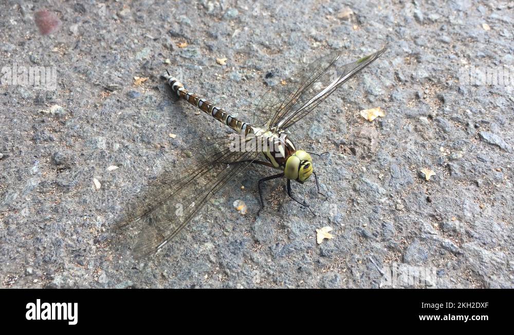 Extinct insects Stock Videos & Footage - HD and 4K Video Clips - Alamy