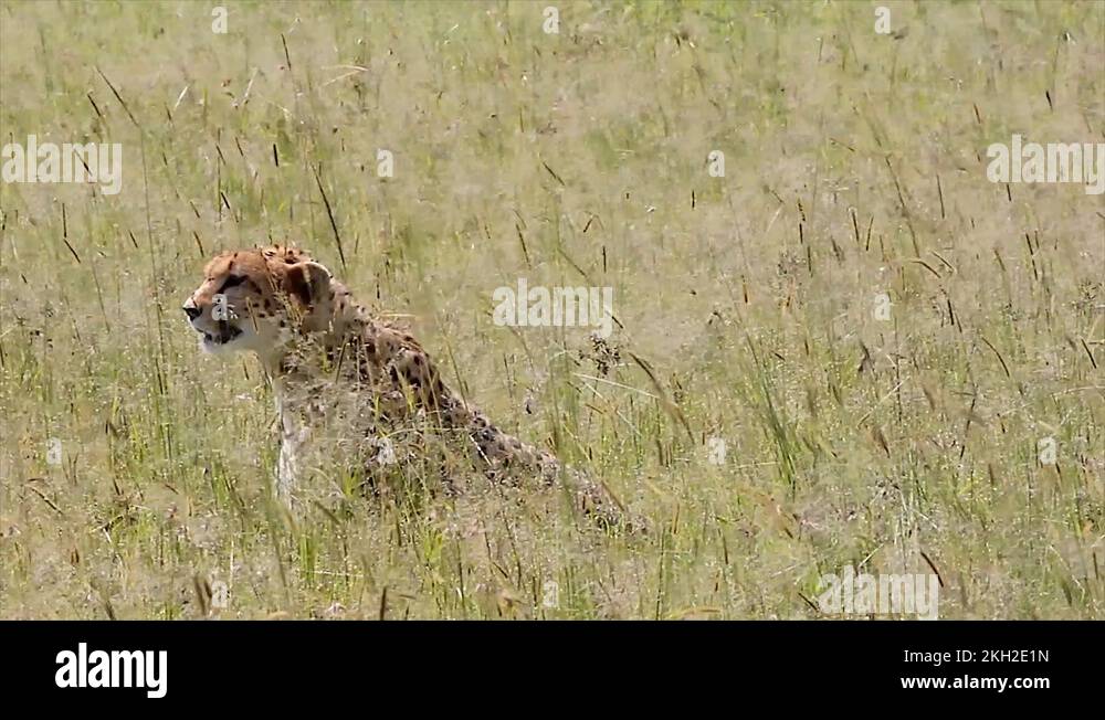 Cat chasing prey africa Stock Videos & Footage - HD and 4K Video Clips ...
