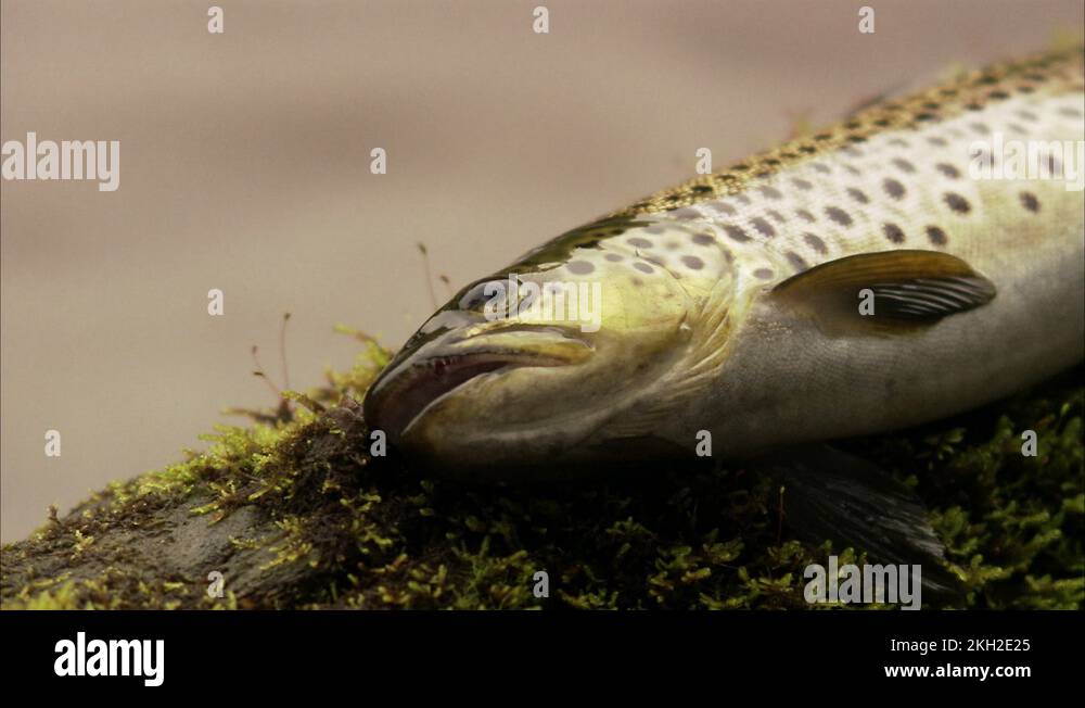 Fishing for fish Stock Videos & Footage - HD and 4K Video Clips - Alamy