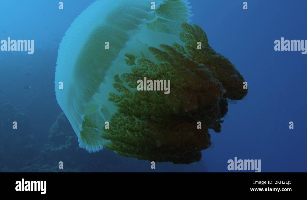 Jellyfish (Rhizostomae sp) which hosts juvenile mackerels, Great ...