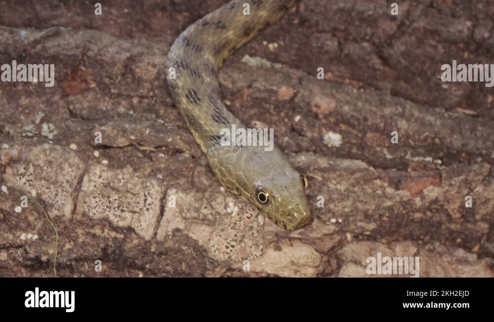 Tree of life animals snake Stock Videos & Footage - HD and 4K Video Clips - Alamy
