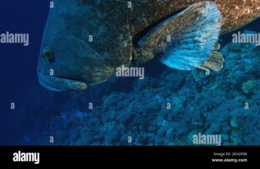 Extreme close ups with Massive Potato Cod at Cod Hole, Great Barrier ...
