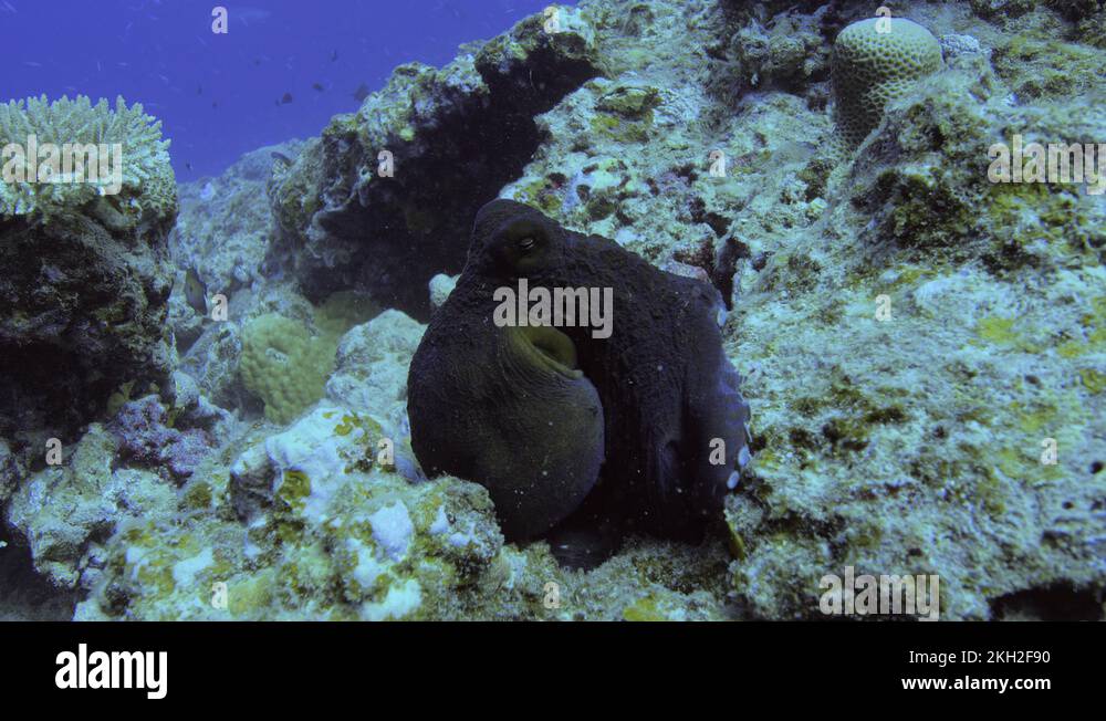 Common Octopus hunting on the Great Barrier Reef. Around 27 metres ...