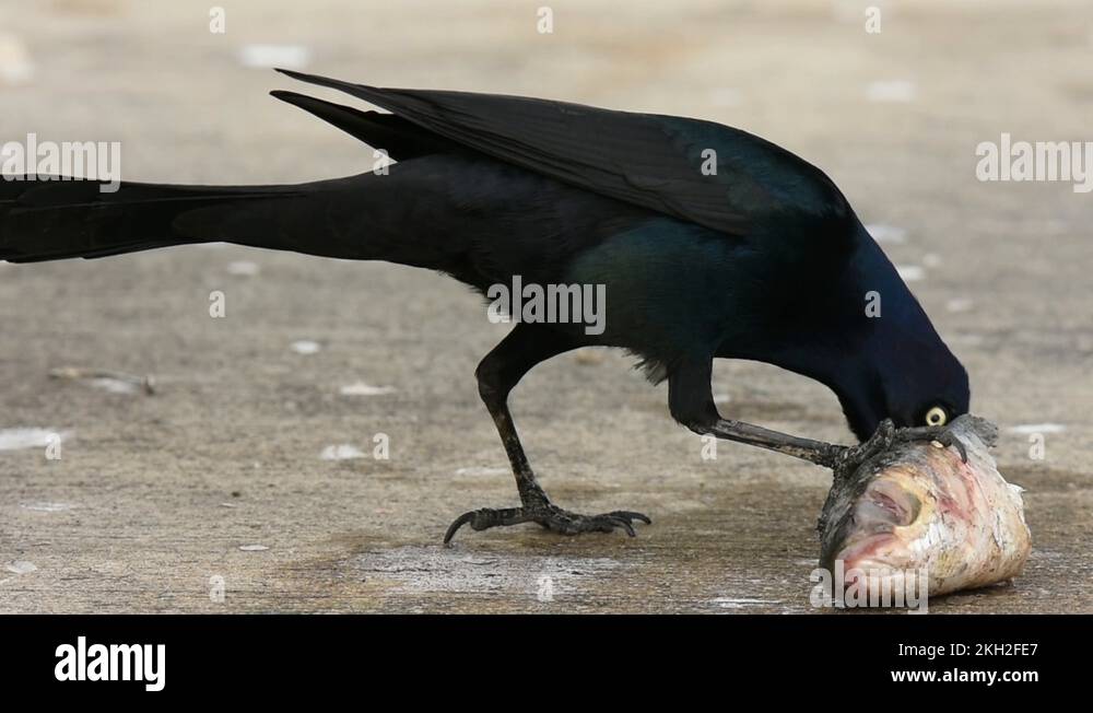 Connecticutfauna Stock Videos & Footage - HD and 4K Video Clips - Alamy