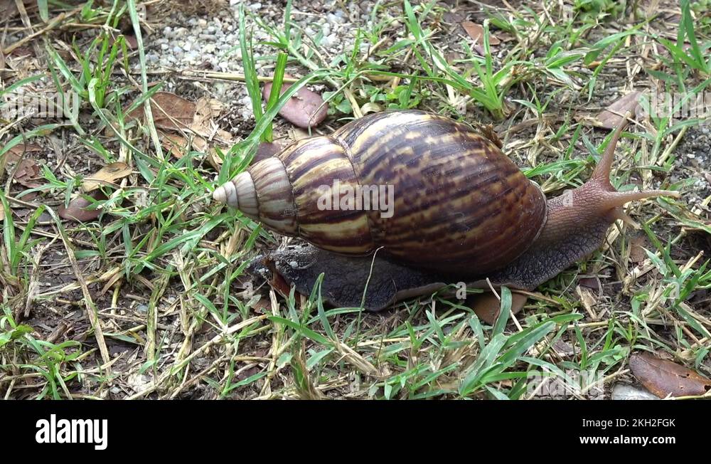 Invasive mollusks Stock Videos & Footage - HD and 4K Video Clips - Alamy