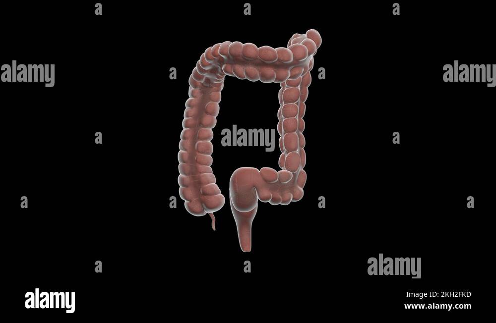 Intestine Stock Videos & Footage - HD and 4K Video Clips - Alamy